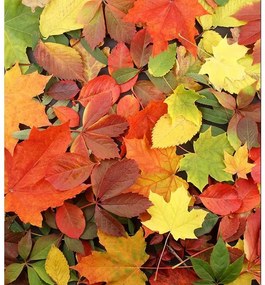 Vliesová fototapeta Pestrobarevné listí 225 x 250 cm + lepidlo zdarma / MS-3-0115 vliesové fototapety na zeď DIMEX