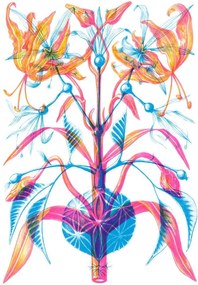 Filip Šenkeřík | Hybrid II – Lilencyclia Liliaceum Rám: Bílý, Velikost: 40 x 30 cm