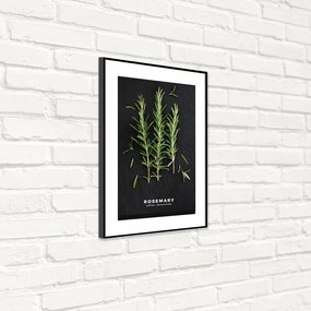 Obraz 50x70 cm Rosemary – Styler