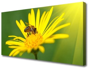 Obraz na plátně Vosa Květ Rostlina Příroda 125x50 cm