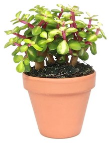 Portulacaria afra variegata, průměr 8,5 cm