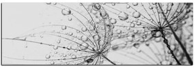 Obraz na plátně - Pampeliška s kapkami vody - panoráma 5203QA (105x35 cm)