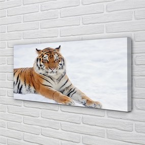 Obrazy na plátně Tiger winter 100x50 cm