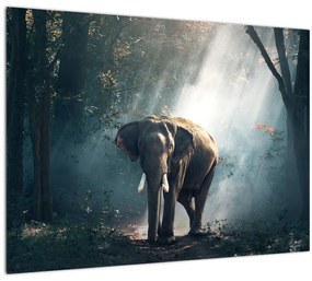 Obraz slona v džungli (70x50 cm)