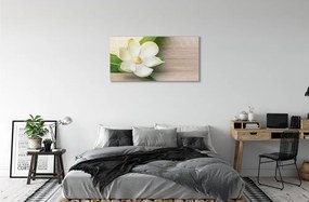 Obrazy na plátně bílá magnólie 100x50 cm