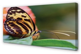 Obrazy na plátně motýl 140x70 cm