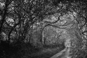 Obraz černobílý les Varianta: 120x80