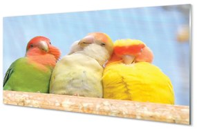 akrylový obraz barevný papoušek 100x50 cm