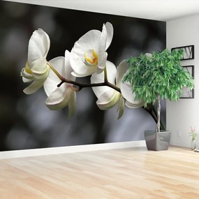 Fototapeta Bílá orchidej 104x70