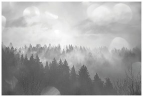 Samolepící fototapeta černobílá mlha nad lesem