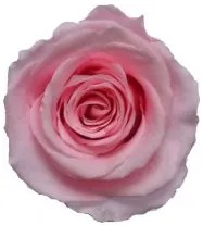 Stabilizovaná aranž Eva Light pink - světle růžová