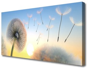 Obraz na plátně Pampeliška Květiny 125x50 cm