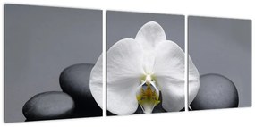 Květ orchideje - moderní obraz