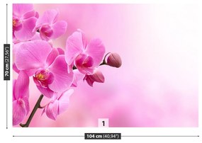 Fototapeta Růžová orchidej 104x70