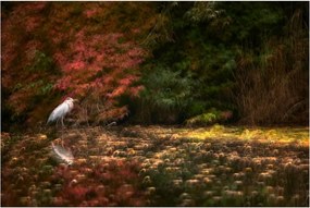 Jiří Hřebíček | Silent Autumn Admirer Rám: Černý, Velikost: 20 x 30 cm