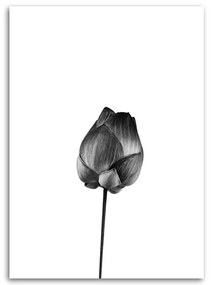 Obraz na plátně Černobílý květ - 40x60 cm
