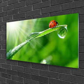 Obraz na skle Tráva Beruška Příroda 120x60 cm