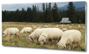 Wallmuralia Fotoobraz na skle Pasící se ovce 100x50