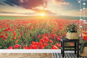 Fototapeta Poppy Field Hladký vinyl 520x318