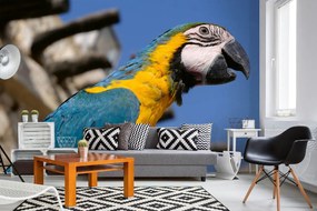DIMEX | Samolepicí vliesová fototapeta na zeď Papoušek Macaw MA-5-0404 | 375 x 250 cm | modrá, žlutá, šedá
