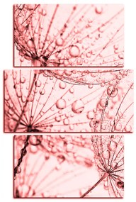 Obraz na plátně - Pampeliška s kapkami vody - obdélník 7203KC (105x70 cm)