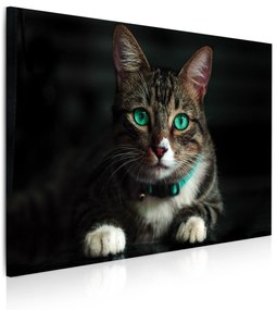 Malvis ® Obraz Kočka se zelenýma očima Velikost (šířka x výška): 120x80 cm
