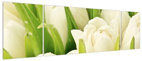 Obraz květů tulipánů (170x50 cm)