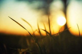 Samolepící fototapeta zapadající slunce v trávě - 150x100 cm