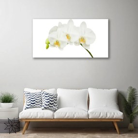 Obraz na plátně Orchidej Výhonky Květiny Příroda 125x50 cm