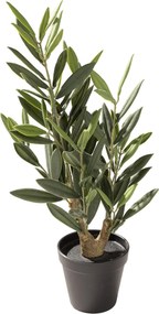Olivovník Mini v květináči 50 cm