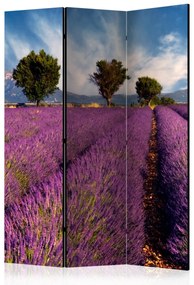 Paraván - Lavender field in Provence, France [Room Dividers]