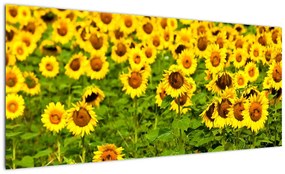 Obraz slunečnice (100x40cm)