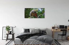 Obrazy na plátně Květ barevný motýl 100x50 cm