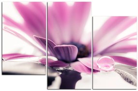 Obraz na plátně - Kapka rosy na lupenech květu 180C (105x70 cm)