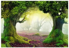 Fototapeta - Enchanted forest