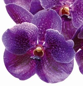 Obraz na skle - Fialová orchidej 30 x 30 cm