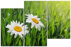 Obraz na plátně - Heřmánek v zelené trávě 185C (90x60 cm)