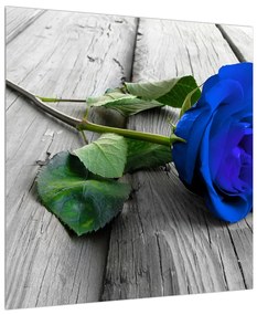 Obraz modré růže (50x50 cm)