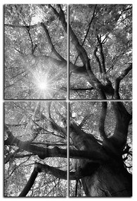 Obraz na plátně - Slunce přes větve stromu - obdélník 7240QE (90x60 cm)