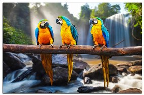 Obraz na plátně - Modro žluté Macaw 1232A (75x50 cm)