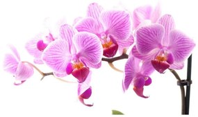 Fototapeta Růžová orchidej 104x70