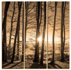 Obraz na plátně - Podzimní ráno v lese - čtverec 3251FB (105x105 cm)