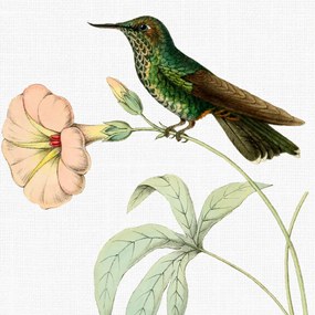 Obrázek kolibřík zelenotemenný A5 (148 x 210 mm): A5