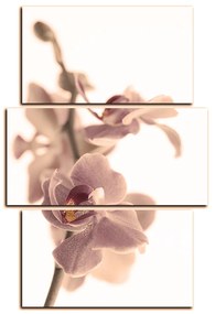 Obraz na plátně - Orchidej květ izolována na bílém pozadí - obdélník 7222FC (105x70 cm)