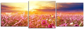 Obraz na plátně - Farební louka při západu slunce - panoráma 568D (90x30 cm)