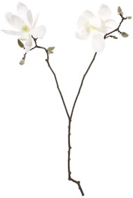 Magnolie bílá s dvěma květy, 74 cm