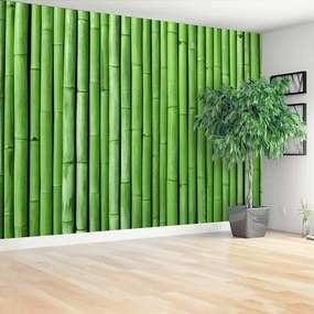 Fototapeta Bambusová zelená