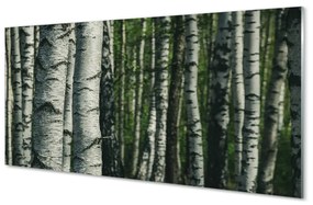 akrylový obraz březového lesa 100x50 cm