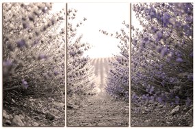 Obraz na plátně - Stezka mezi levanduloví keři 166FB (105x70 cm)