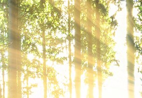 Obraz lesní záře + háčky a hřebíčky ZDARMA Velikost (šířka x výška): 225x90 cm